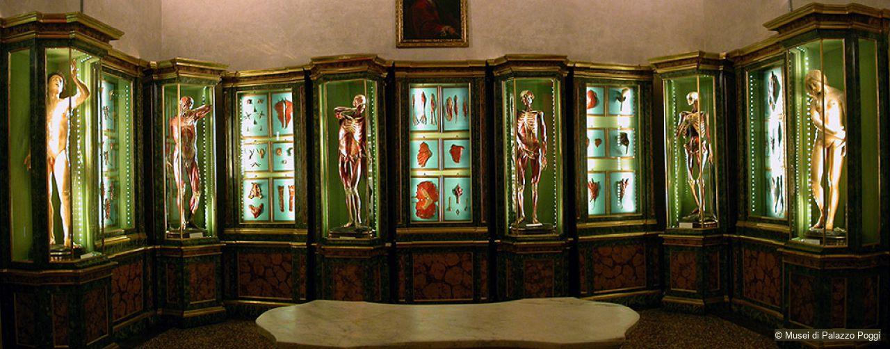 Museo Cere Anatomiche Bologna Paci E Ferioli Al Museo Delle Cere